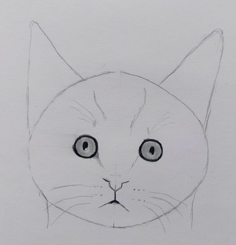 How To Draw A Cat For Kids » Step By Step>>The Ravi arts Animal Drawing