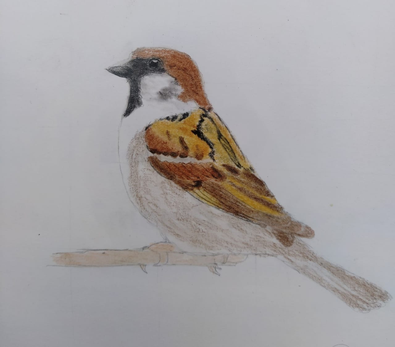 How To Draw A Sparrow Step By Step |The Ravi arts